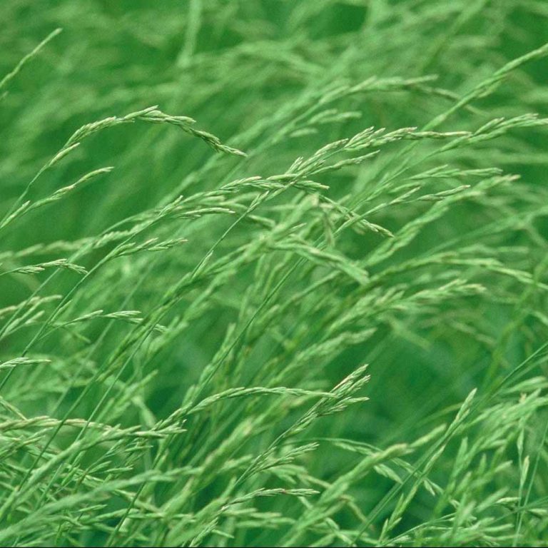 Timotei siemen | Nurminata siemen | Nurmi siemen