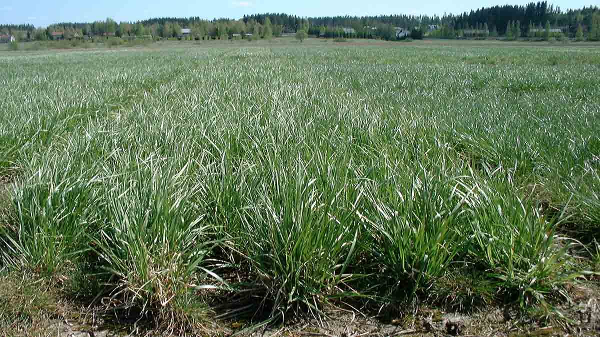 Pehmeälehtinen tai ei, ruokonadalla laatu ratkaisee